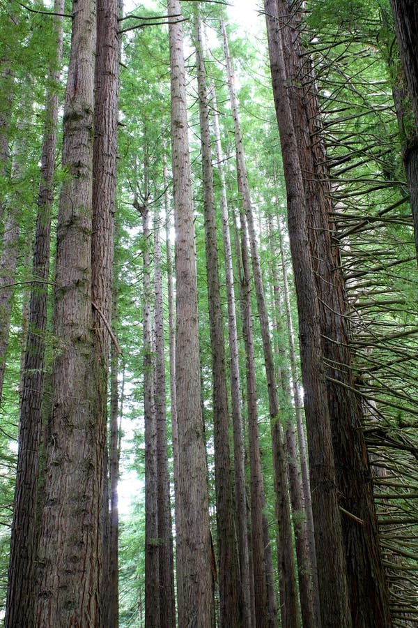 Tall trees stock photo. Image of forest, group, straight - 7635954