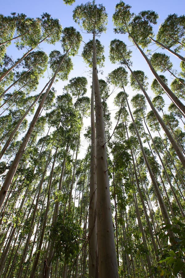 Tall Trees stock photo. Image of wild, trees, green, tall - 8575438