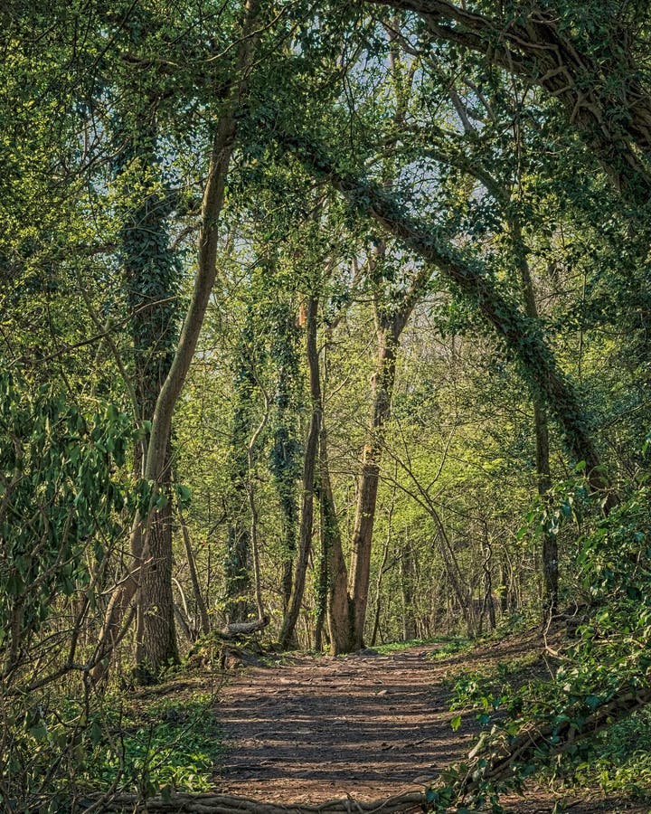 Trees Arching Over a Pathway Stock Photo - Image of natures, tree ...