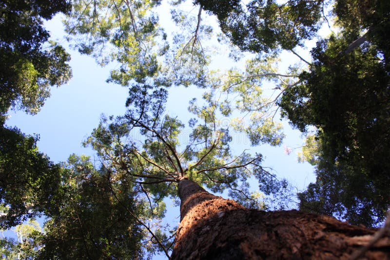 185 Perspective Ant Photos - Free & Royalty-Free Stock Photos from ...