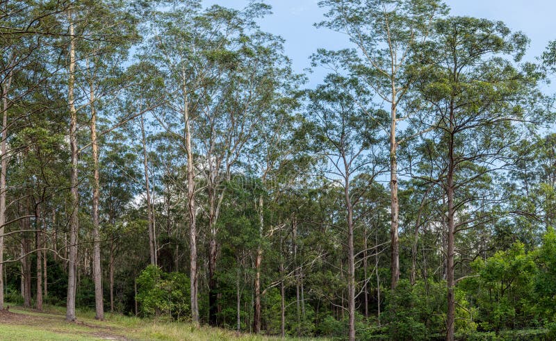 Tall Trees in Australian Landscape Panorama Stock Photo - Image of ...