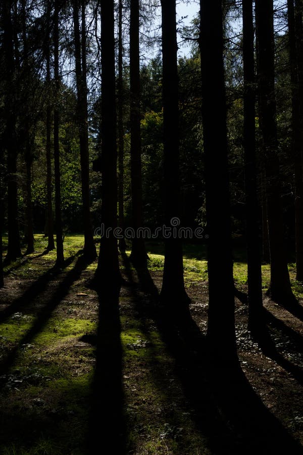 Tall Trees Casting Autumn Shadows in a Forest Stock Photo - Image of ...
