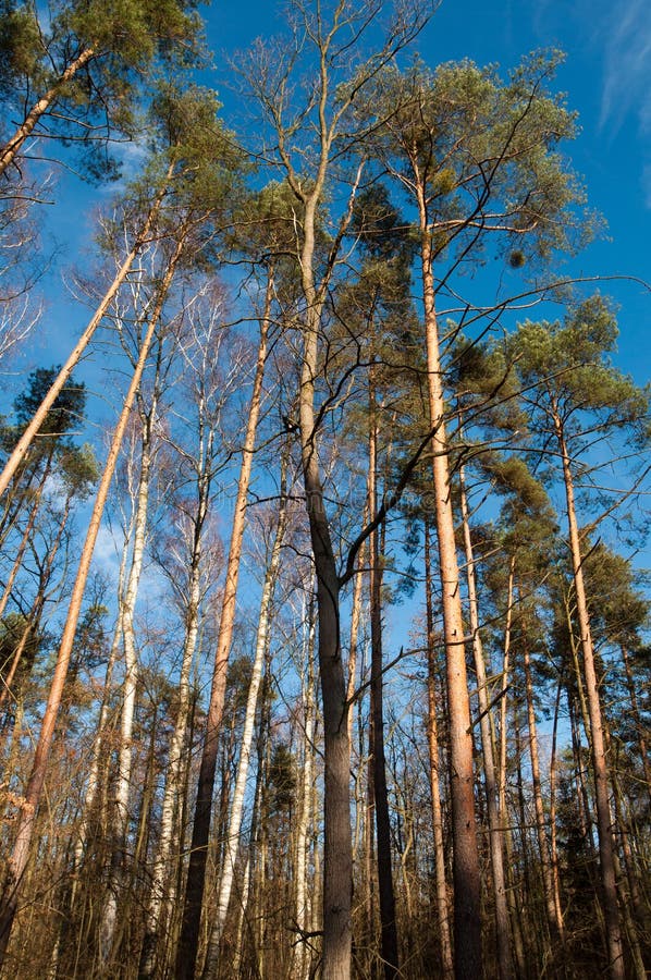 Tall trees stock photo. Image of nature, environmental - 35126474