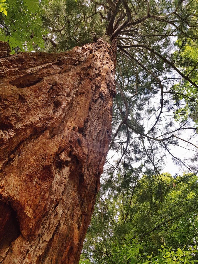 Tall trees stock image. Image of tall, bark, nature - 151644853