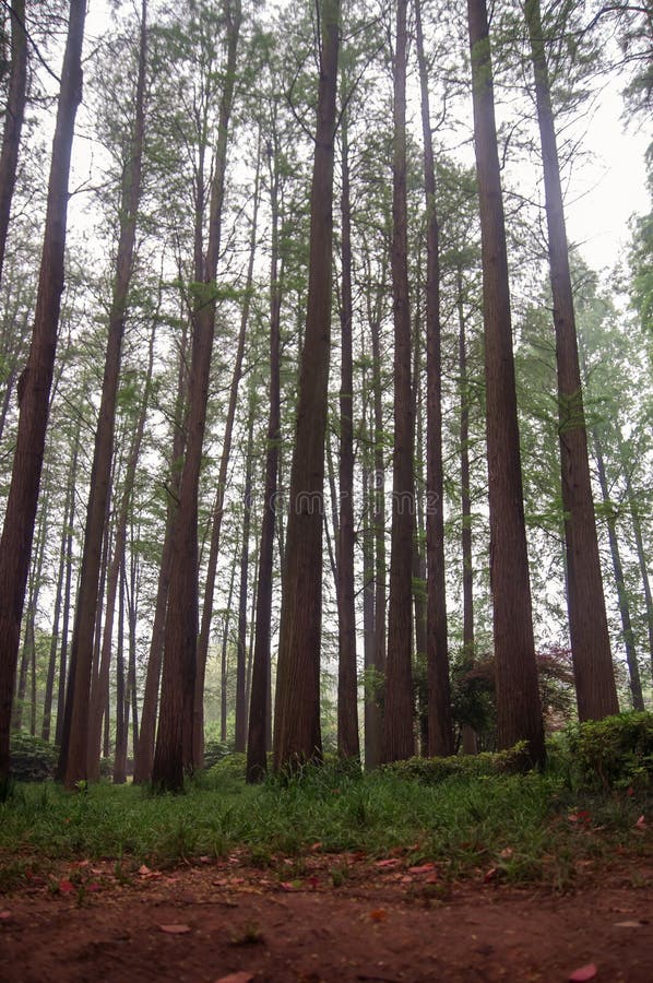 Tall Trees in Beautiful Forest in China Stock Image - Image of color ...