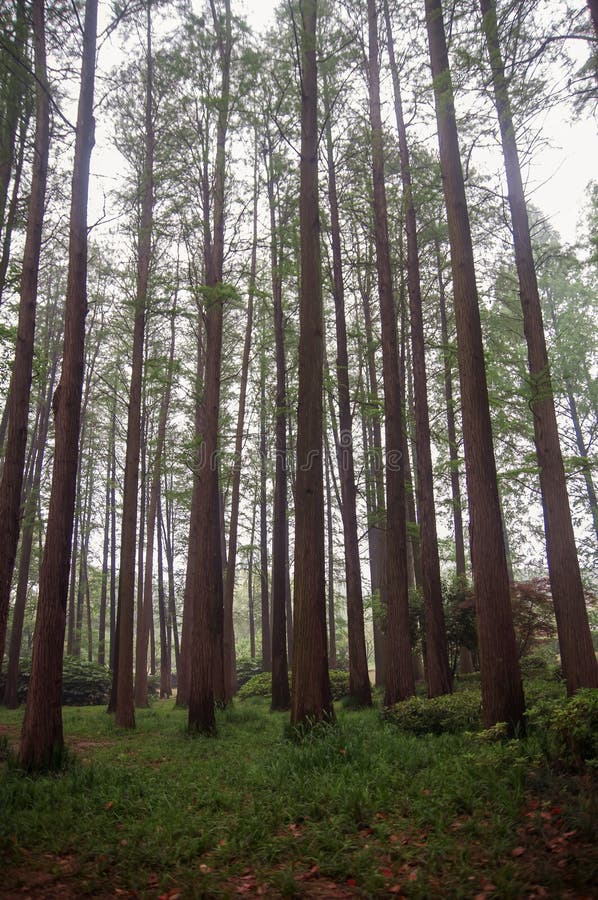 Tall Trees in Beautiful Forest in China Stock Image - Image of grown ...
