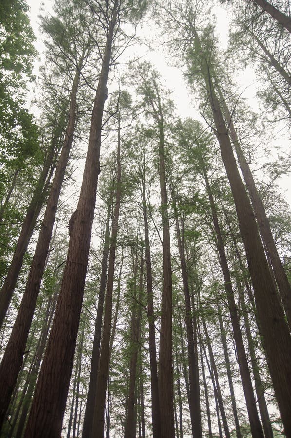 Tall Trees in Beautiful Forest in China Stock Image - Image of grown ...