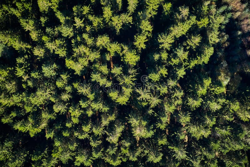 Tall Trees in a Beautiful Green Forest Stock Photo - Image of beautiful ...