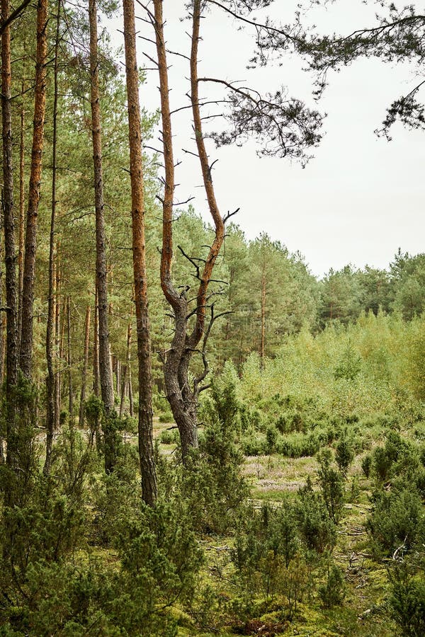 Tall Trees in a Pine Forest in an Autumn Morning Stock Photo - Image of ...