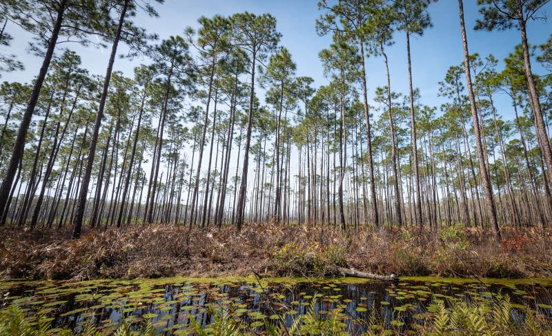 Tall Trees in a Beautiful and Natural Park Stock Image - Image of ...