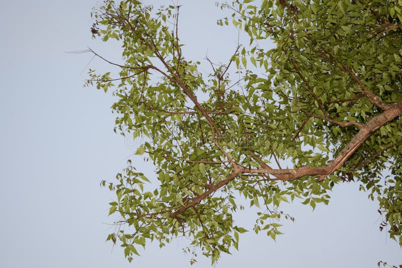 Tall Trees Branches Photo from Below Stock Photo - Image of tall, trees ...