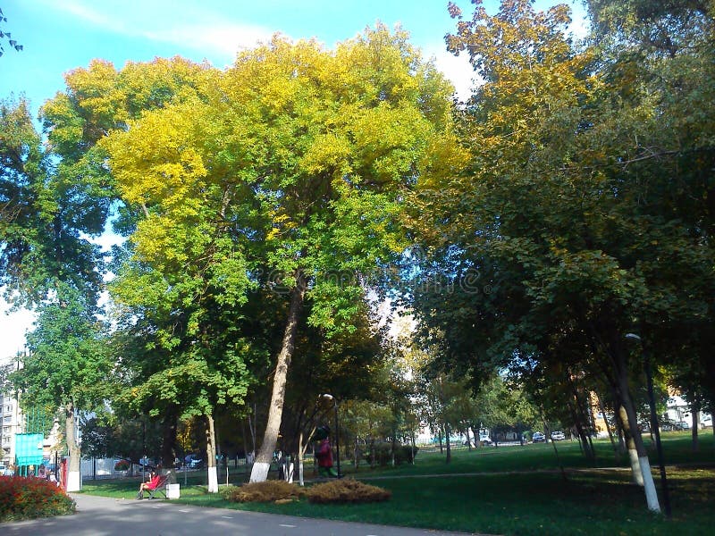 Tall Trees with Bright Leaves on a Sunny Summer Day Stock Photo - Image ...