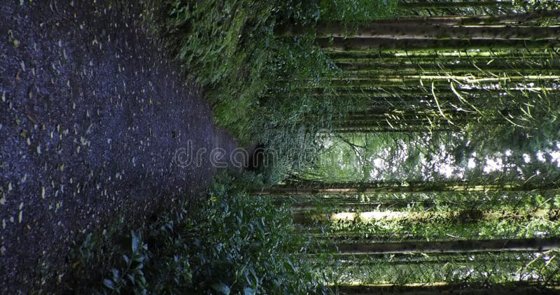 Tall Trees Cast Shadows on a Secluded Forest Pathway. Vertical Video ...