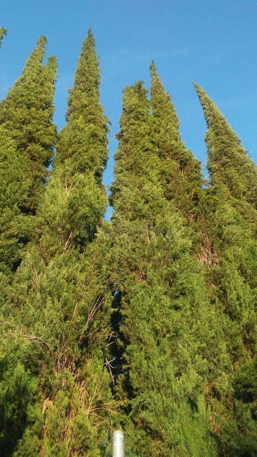 Tall trees climb sky. stock image. Image of climb, trees - 94039473
