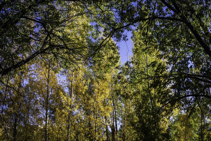 Tall Trees in Color stock photo. Image of ambient, plant - 233207360