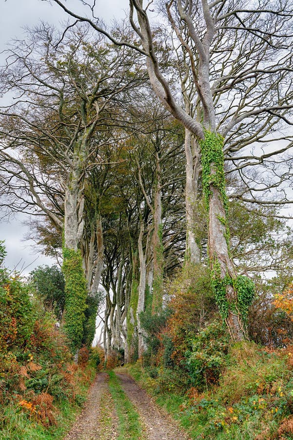 Tall Trees stock image. Image of environment, british - 61675531