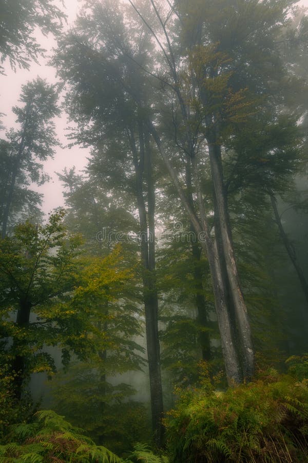 Tall Trees Covered by Fog Inside a Forest Stock Image - Image of tall ...