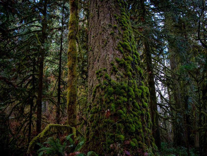 Green Moss-covered Tall Trees in a Pacific Northwest Forest Stock Photo ...