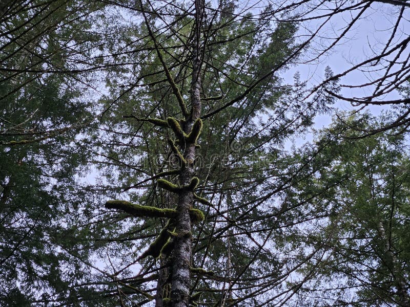 Tall Trees Covered with Moss in the Evergreen Forests of Washington ...