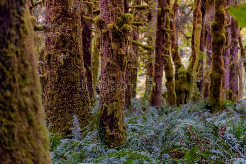 The Mossy Giants of the Pacific Northwest Stock Image - Image of foret ...
