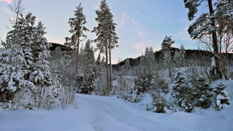 Tall Trees Covered With Snow Near Cliff Picture. Image: 111823757