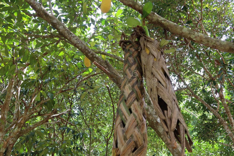 Tall Trees Create Good Air in the Tropical Forest. Stock Image - Image ...