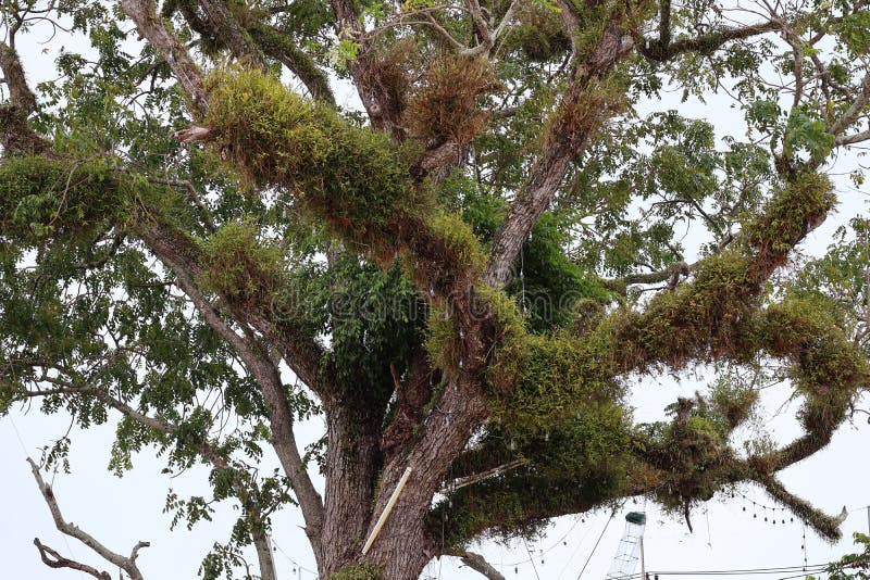 Tall Trees Create Good Air in the Tropical Forest. Stock Image - Image ...