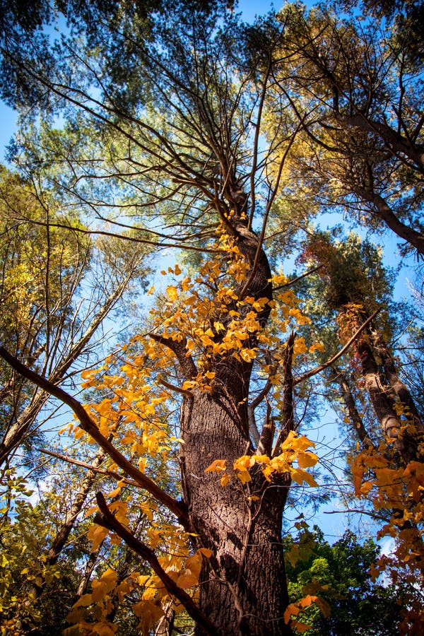 Tall Trees Crowns in the Sky Stock Image - Image of colorful, crowns ...