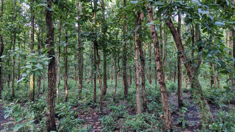 Tall trees in dense Forest stock image. Image of forest - 269725495
