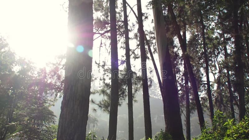 Tall Trees and a Path in the Park with Falling Snow, Blue Color. Stock ...