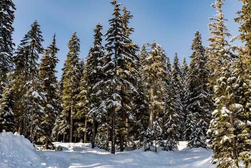 Tall Trees on the Edge of Stevens Pass Lot 3 Parking Lot with a Fresh ...