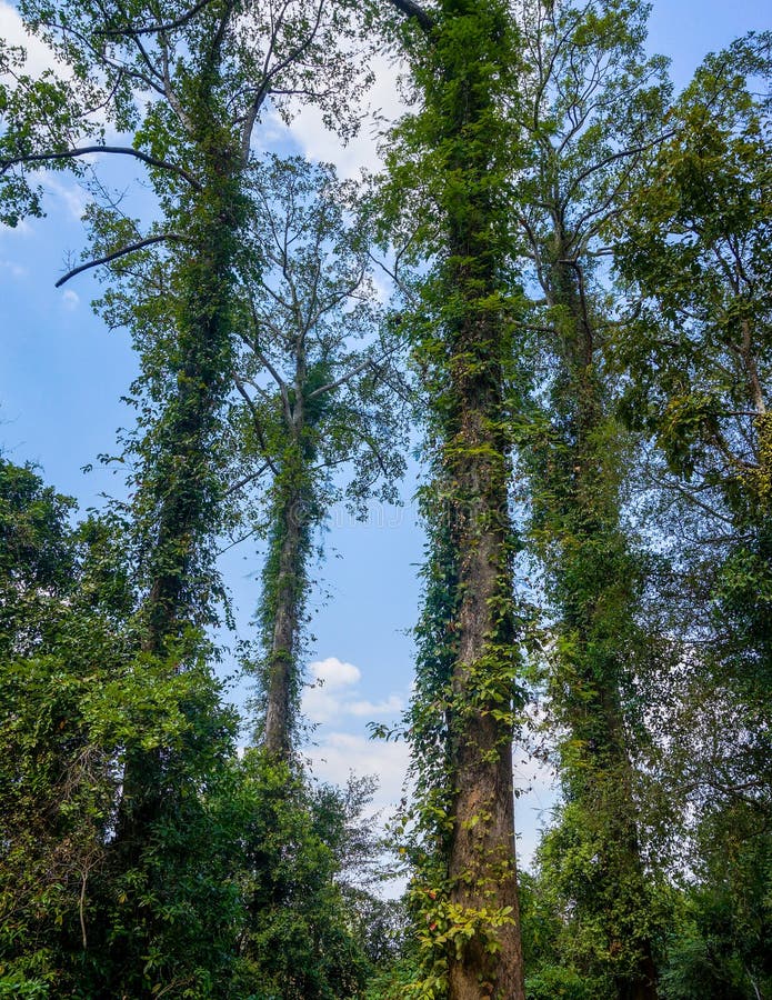 Tall Trees with Entwine Plant Around Them Stock Photo - Image of nature ...
