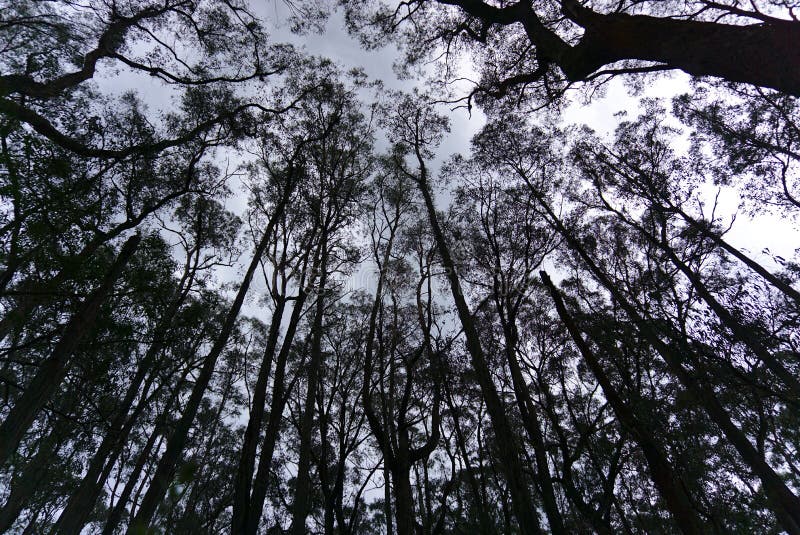 Tall trees facing skies stock image. Image of misty - 162909603