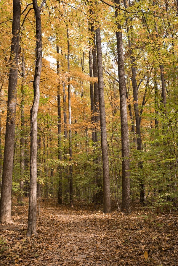 Tall Trees in the Fall stock photo. Image of leaves - 124198316