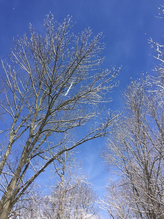 Tall Trees with Falling Snow Stock Photo - Image of snow, lightly: 52766392