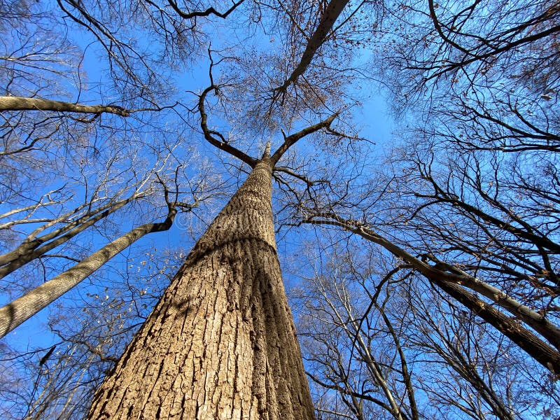 February Winter Light Show stock photo. Image of outdoors - 115353832