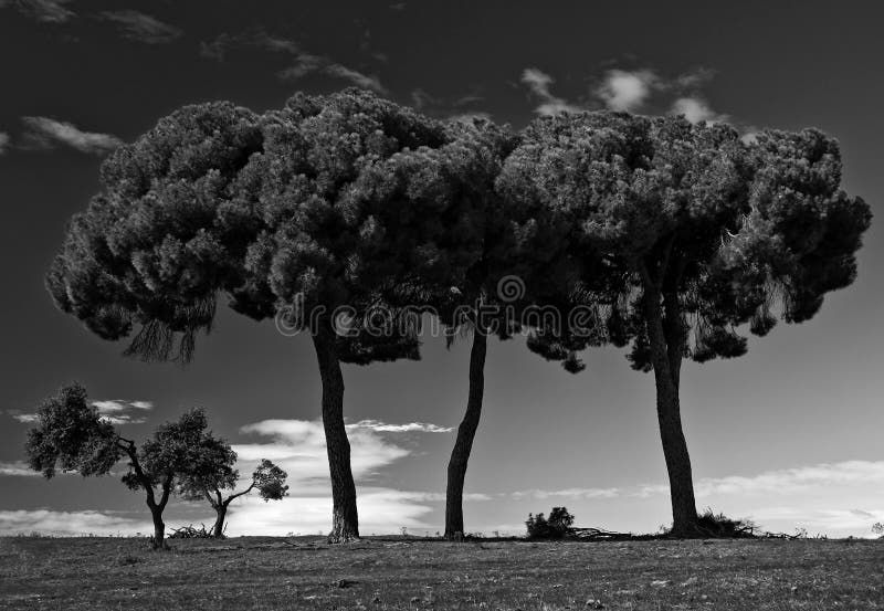 Tall Trees in a Field Under a Dramatic Sky. Stock Image - Image of ...