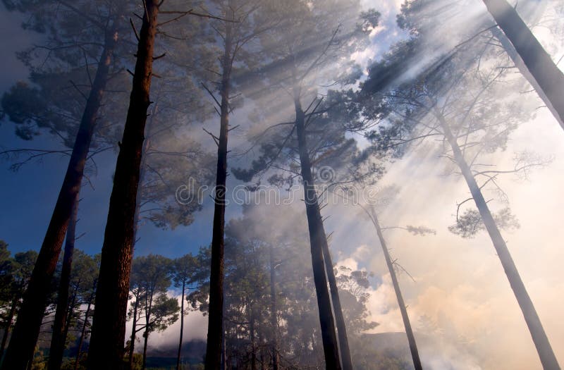 Tall Trees Filtered Sunlight Stock Photo - Image of pines, tokai: 32704408