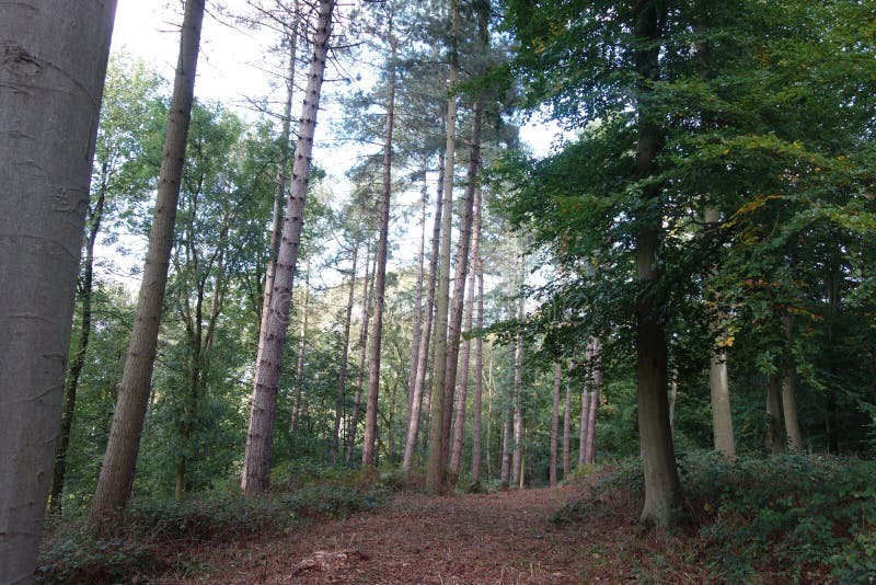 Tall Trees in a Forest stock image. Image of forest - 161250705
