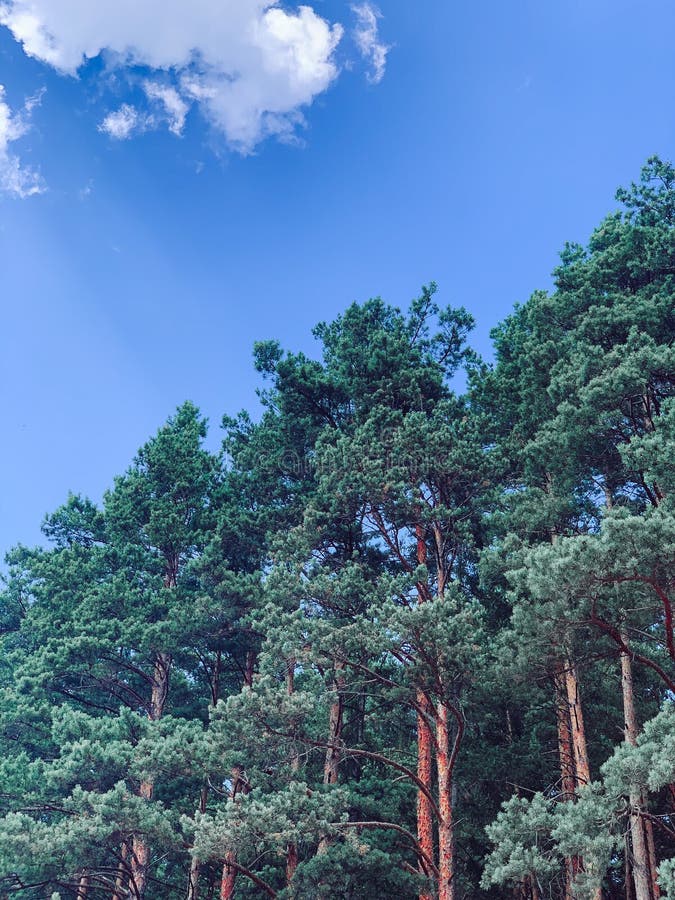 Tall Trees in the Forest - Great for Wallpapers Stock Image - Image of ...