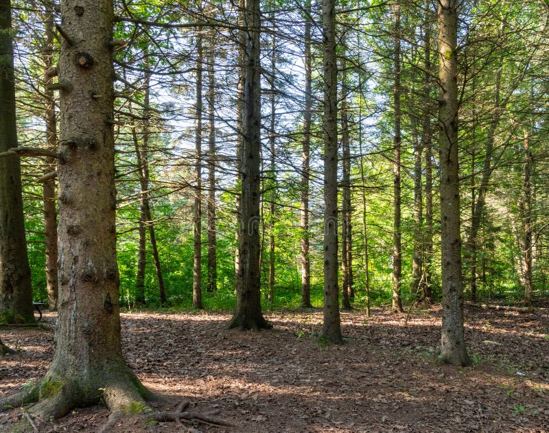 Tall Trees in the Forest, Greenery Stock Image - Image of plant ...