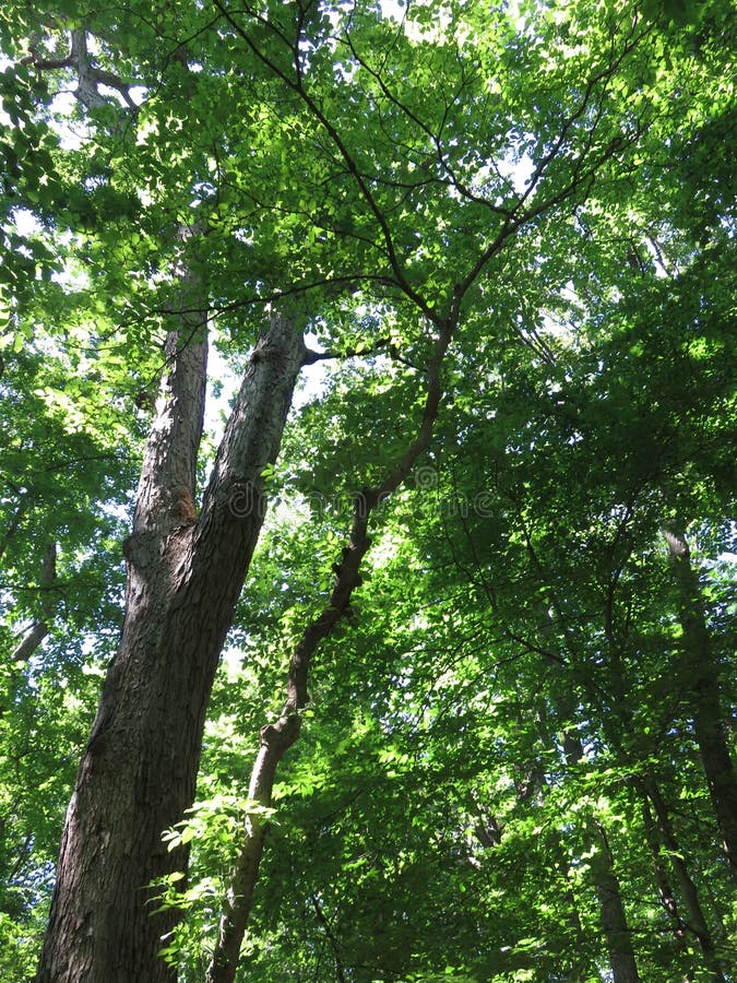 Tall Trees in the Forest in June Stock Image - Image of branches, tall ...