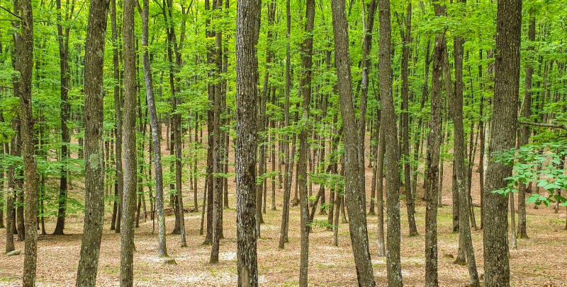Tall Trees in Forest - Forest Landscape - Green Leafs - Wallpaper ...