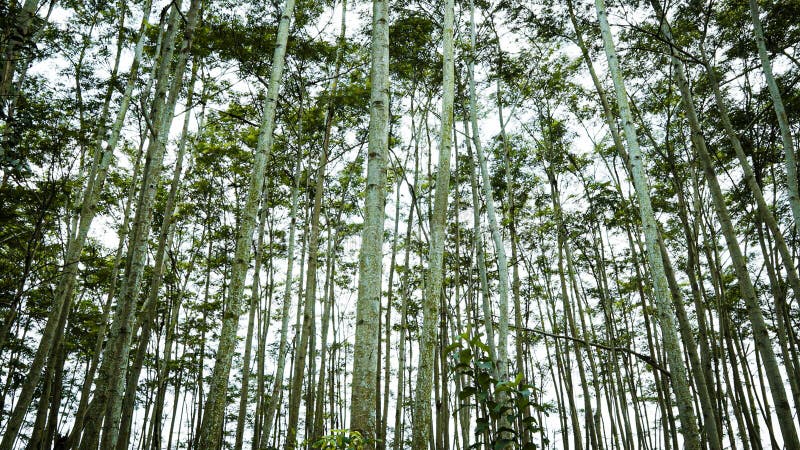 Tall Trees in the Forest that Look Shady and Cool. Stock Photo - Image ...