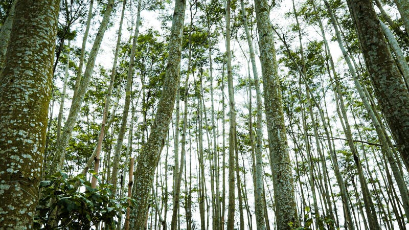 Tall Trees in the Forest that Look Shady and Cool. Stock Photo - Image ...