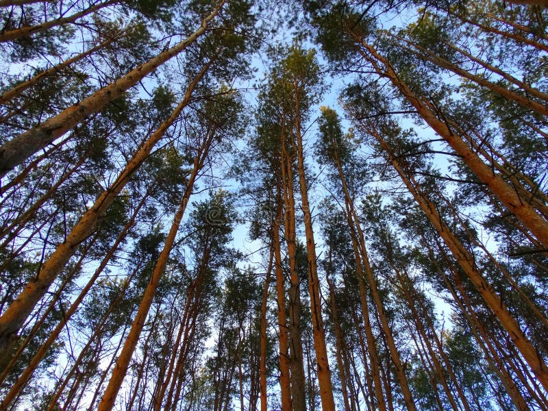 Tall trees in the forest stock photo. Image of branch - 71971762