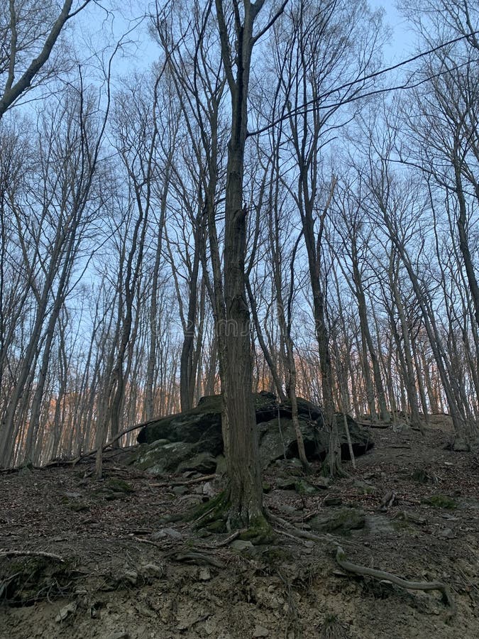 Tall trees in forest stock photo. Image of countryside - 251325504