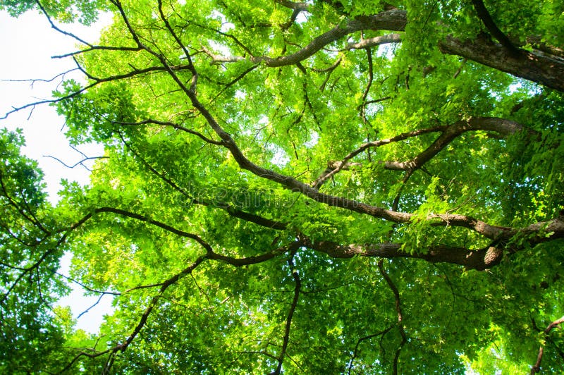 Tall Trees in the Forest in Summer. Green Leaves and Thick Branches ...