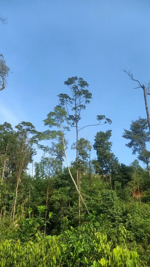 Tall Trees in the Forest Towered High into the Sky Stock Photo - Image ...