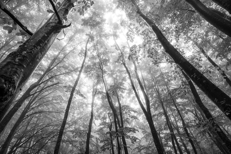 Tall Trees Forest Viewed Bottom To Top Horizontal View Stock Photos ...